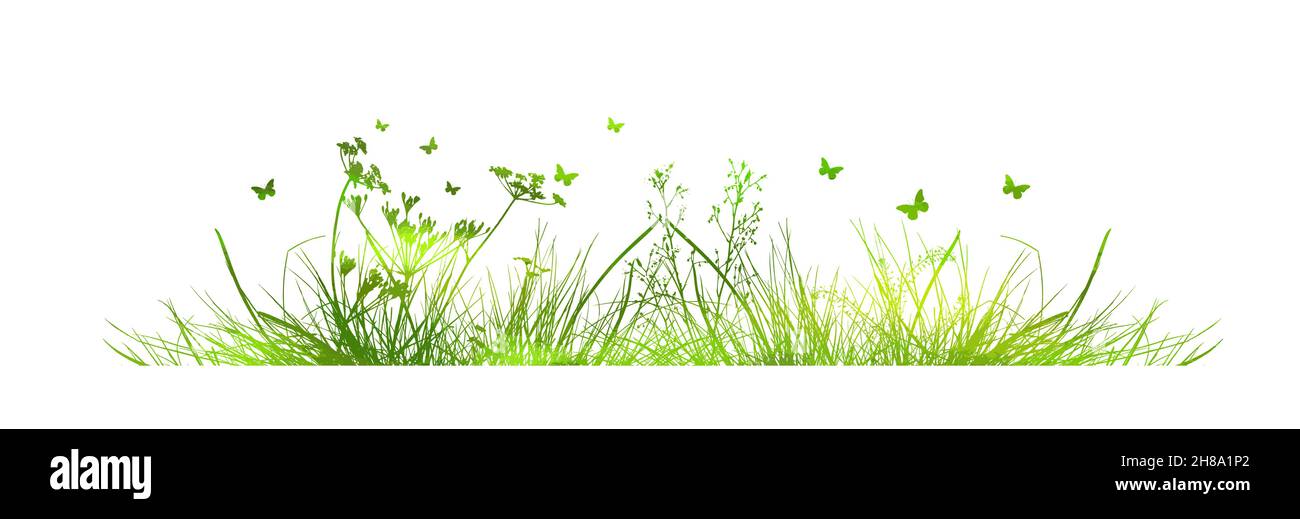 Green grass. The horizontal line of the grass. Summer meadow with ...