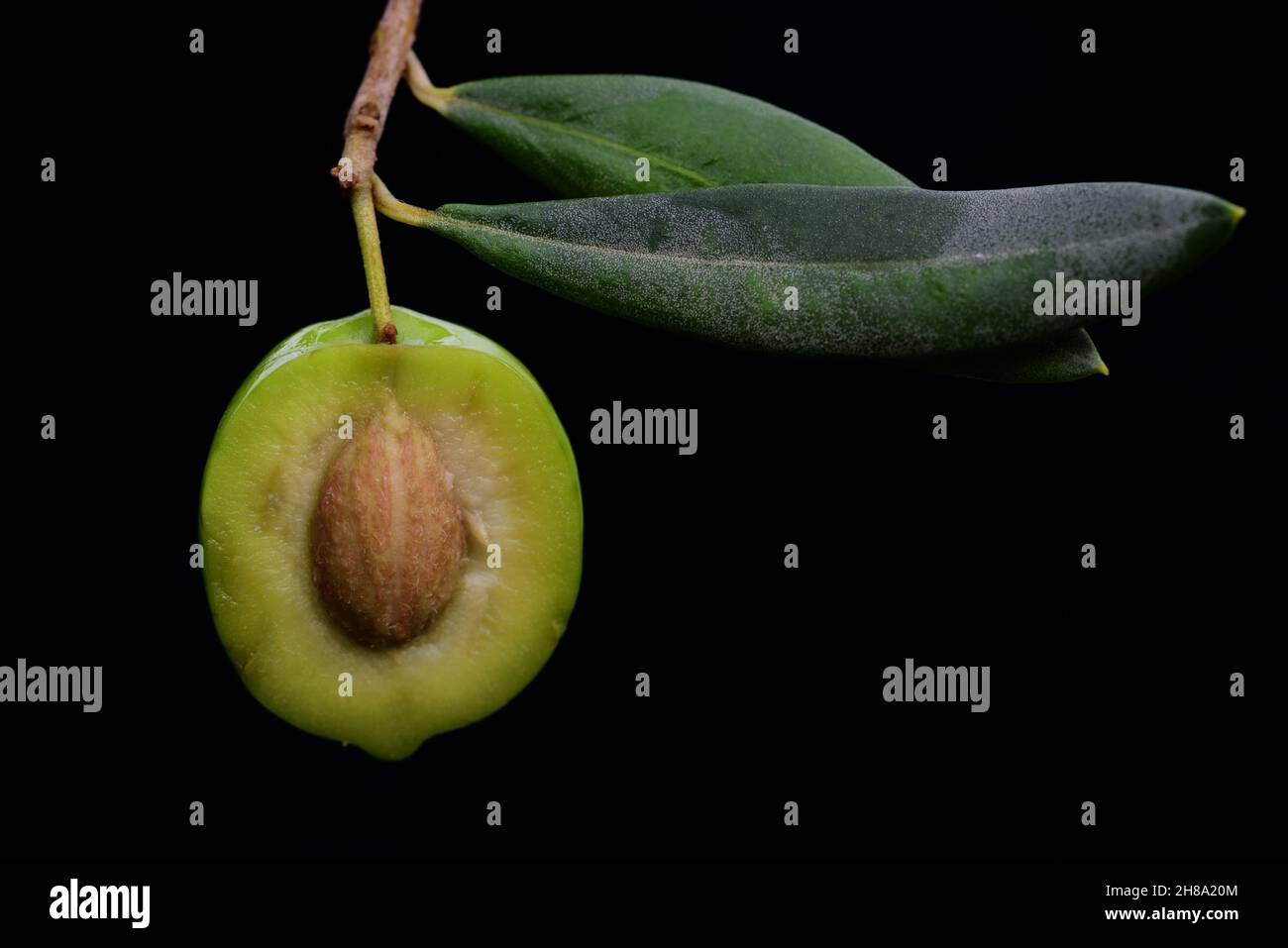 Close-up of a green olive cut in half with the olive stone and pulp ...