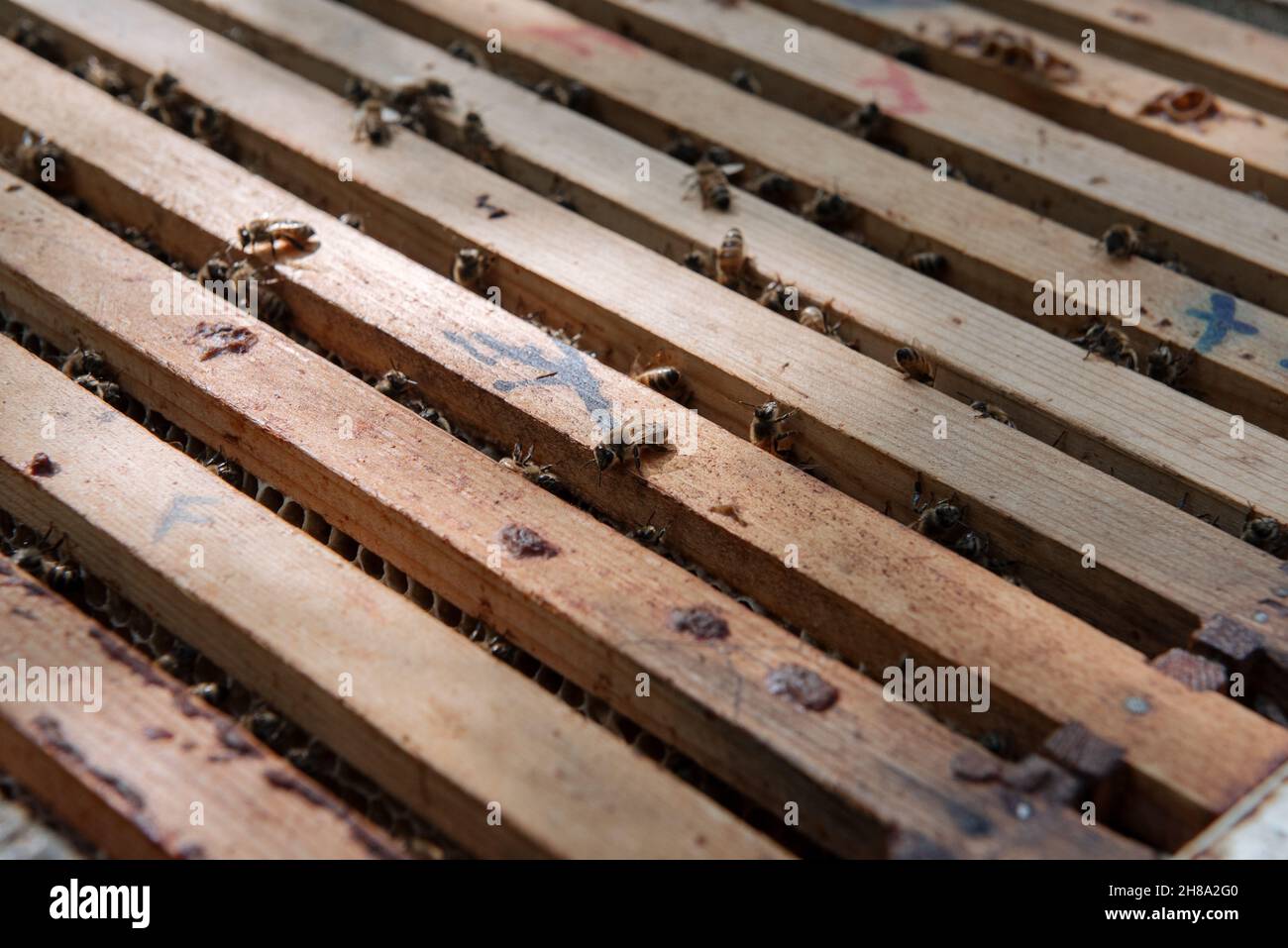 Beehive open for inspection by the beekeeper Stock Photo - Alamy