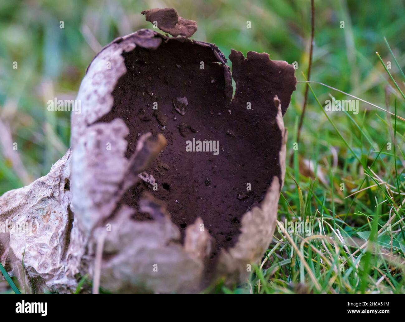 Spore release hi-res stock photography and images - Alamy