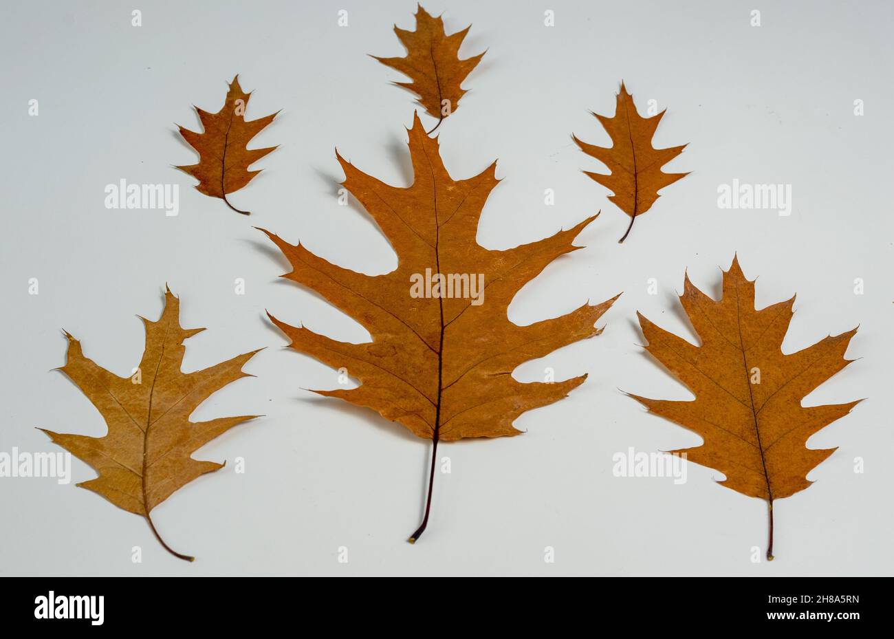 A closeup of dried oak leaves on a white surface for wallpapers and ...