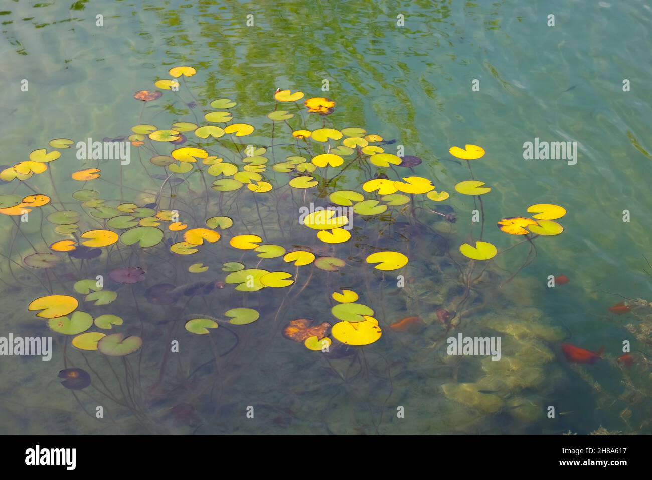 The colorful leaves of aquatic plants are seen in the pond waters Stock ...