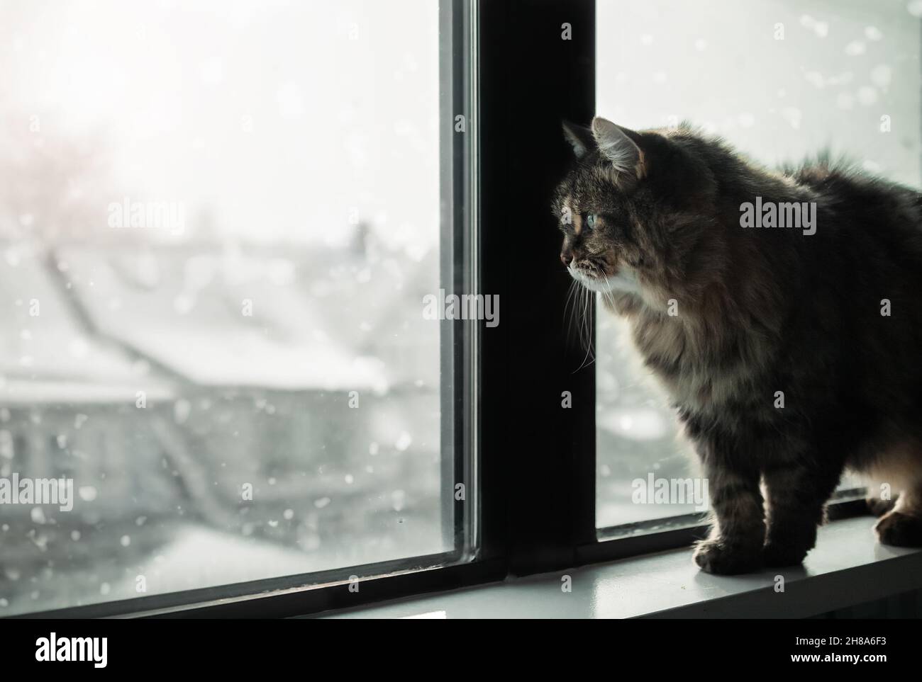 Indoor cat looking at snow flakes while standing on window sill. Senior ...