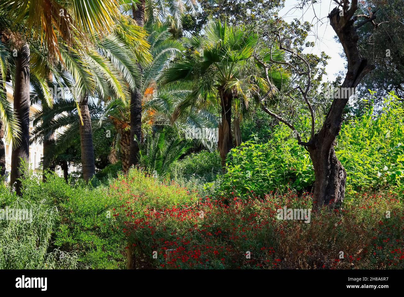 Palms, flowers and other plants can be seen in the public park in Nice ...