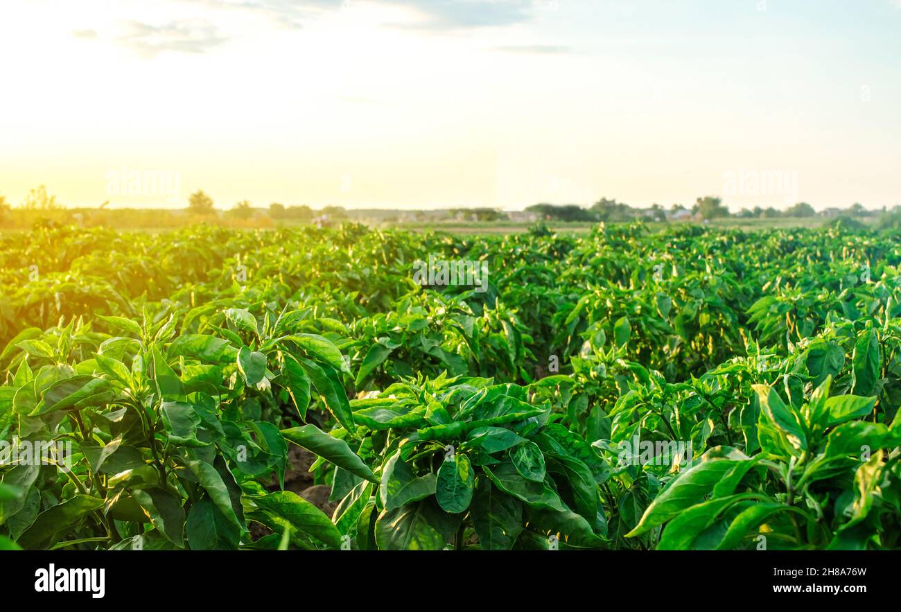 A farm field planted with pepper crops. Growing capsicum peppers. Food ...