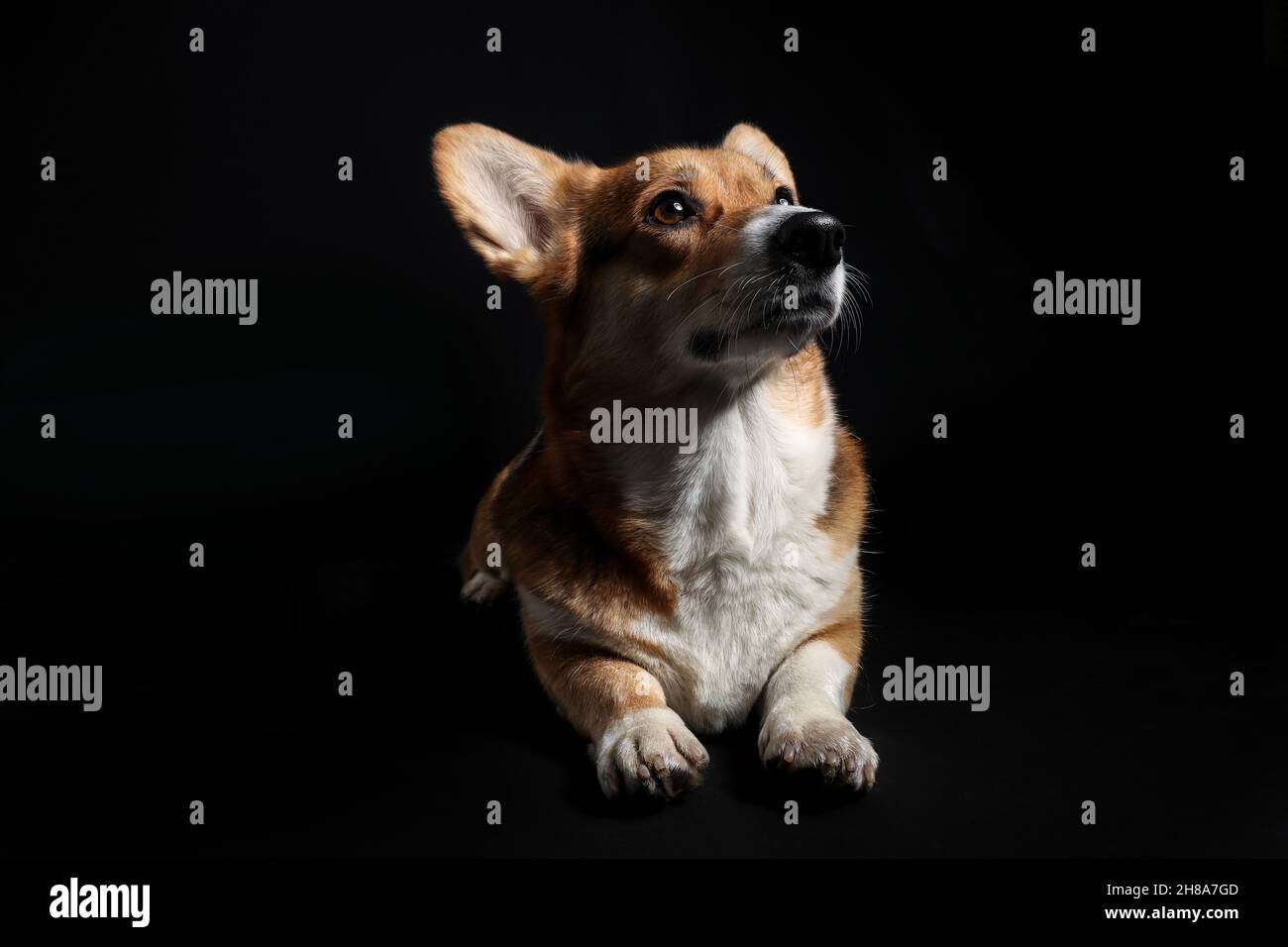Cute Welsh Corgi dog on dark background Stock Photo - Alamy