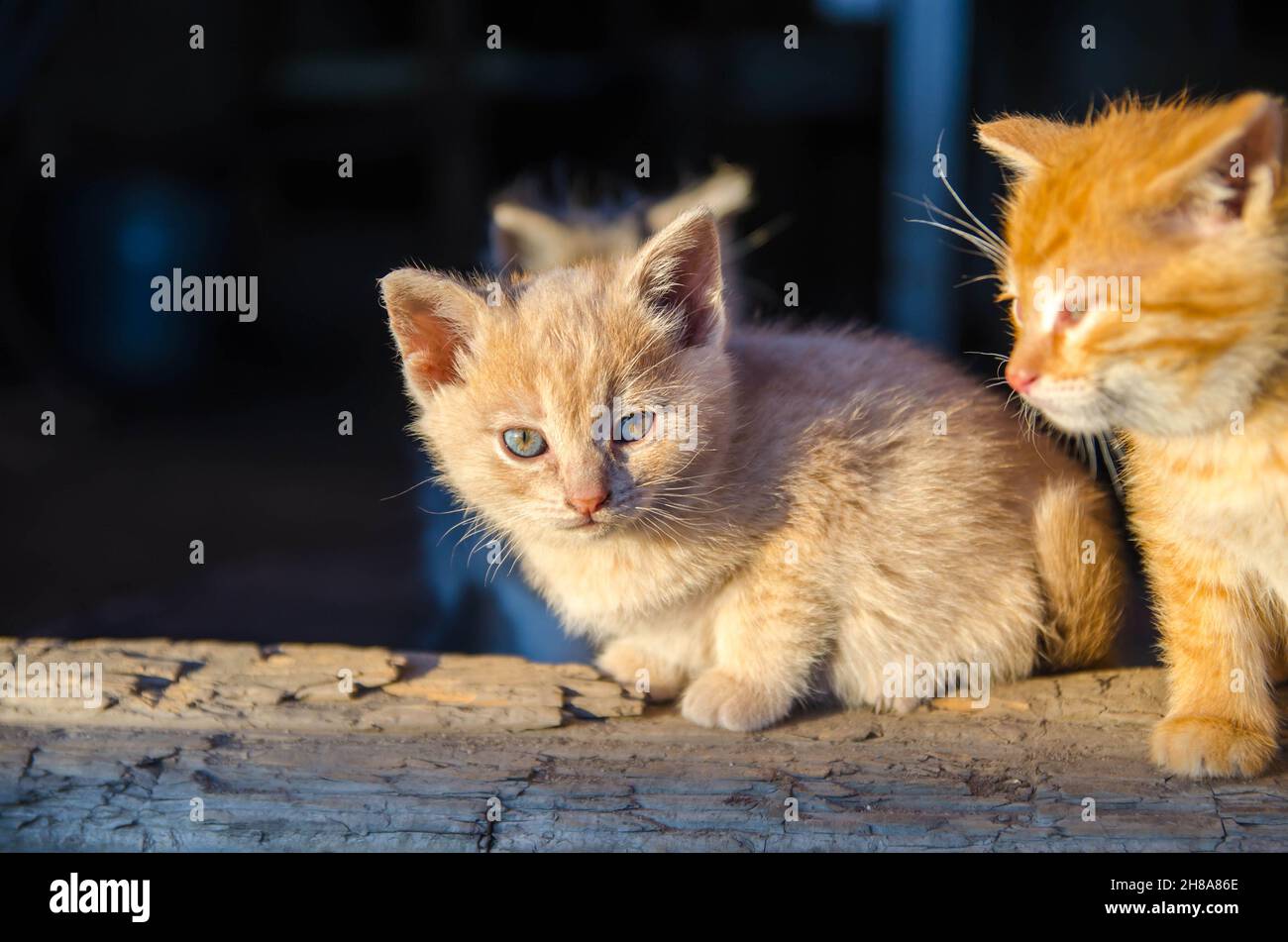 Ginger Female Kitten High Resolution Stock Photography and Images - Alamy