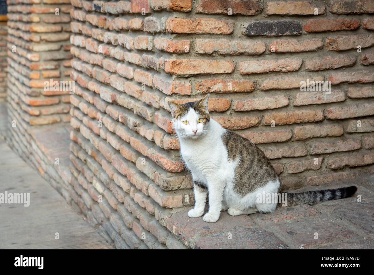 Funny white cat with a back on the background of an old red brick wall ...