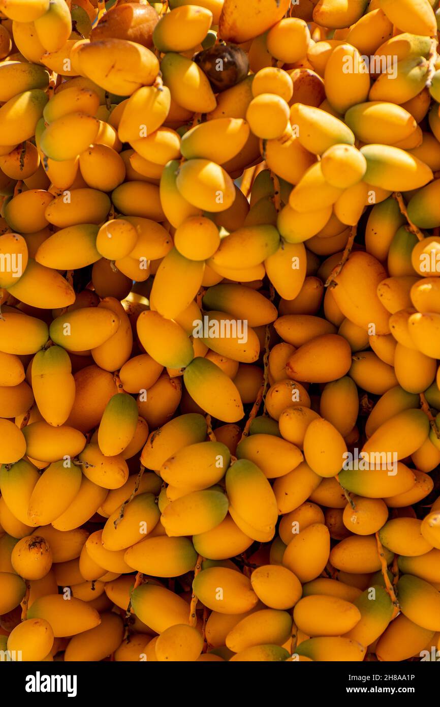 Cluster of dates on a palm tree Stock Photo - Alamy