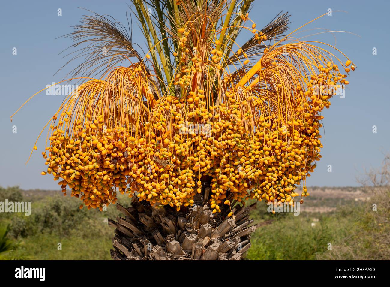 Dates hanging on a palm tree Stock Photo - Alamy