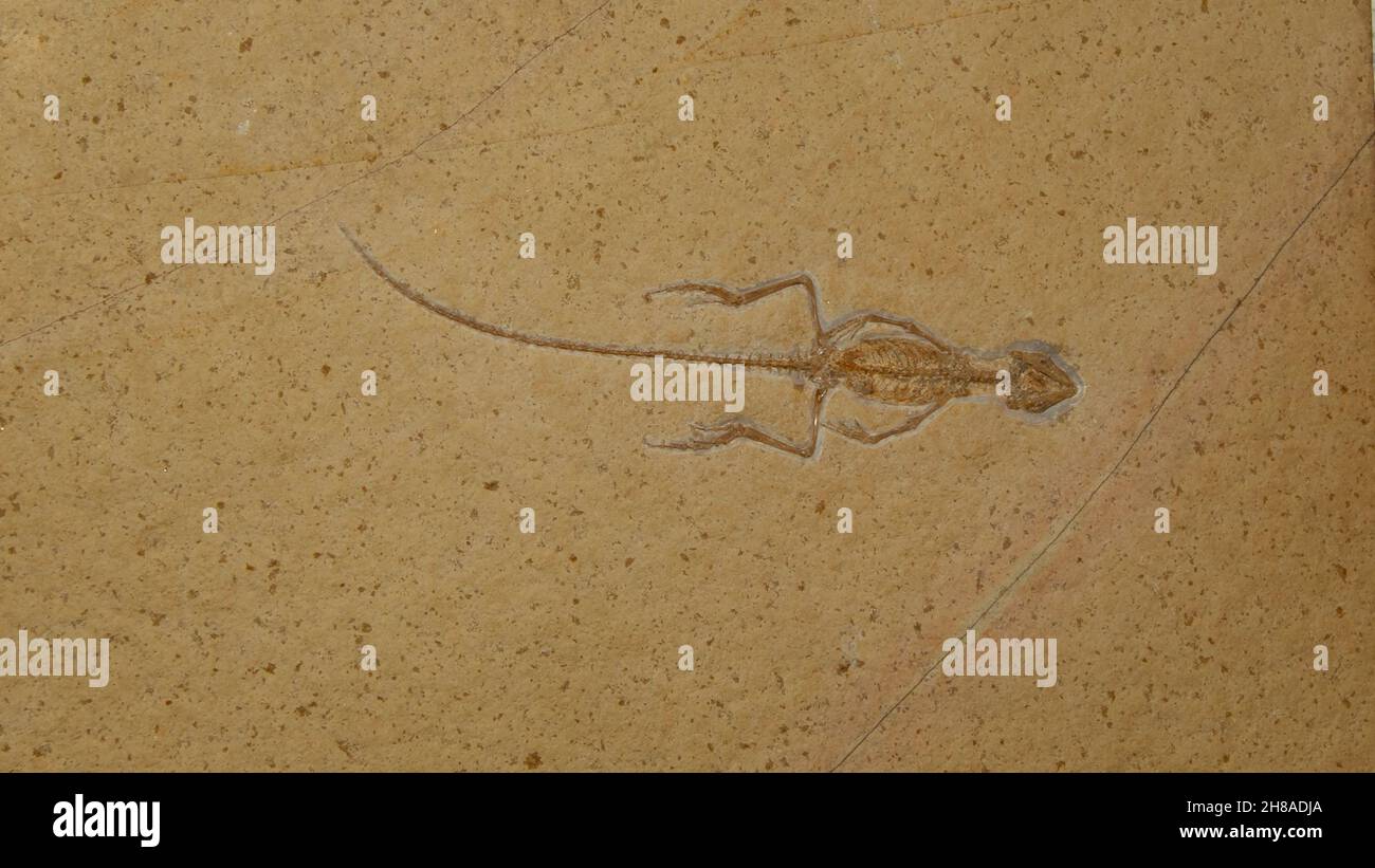 A fossil lizard, Homoesaurus belonging to the family Sphenodontidae ...