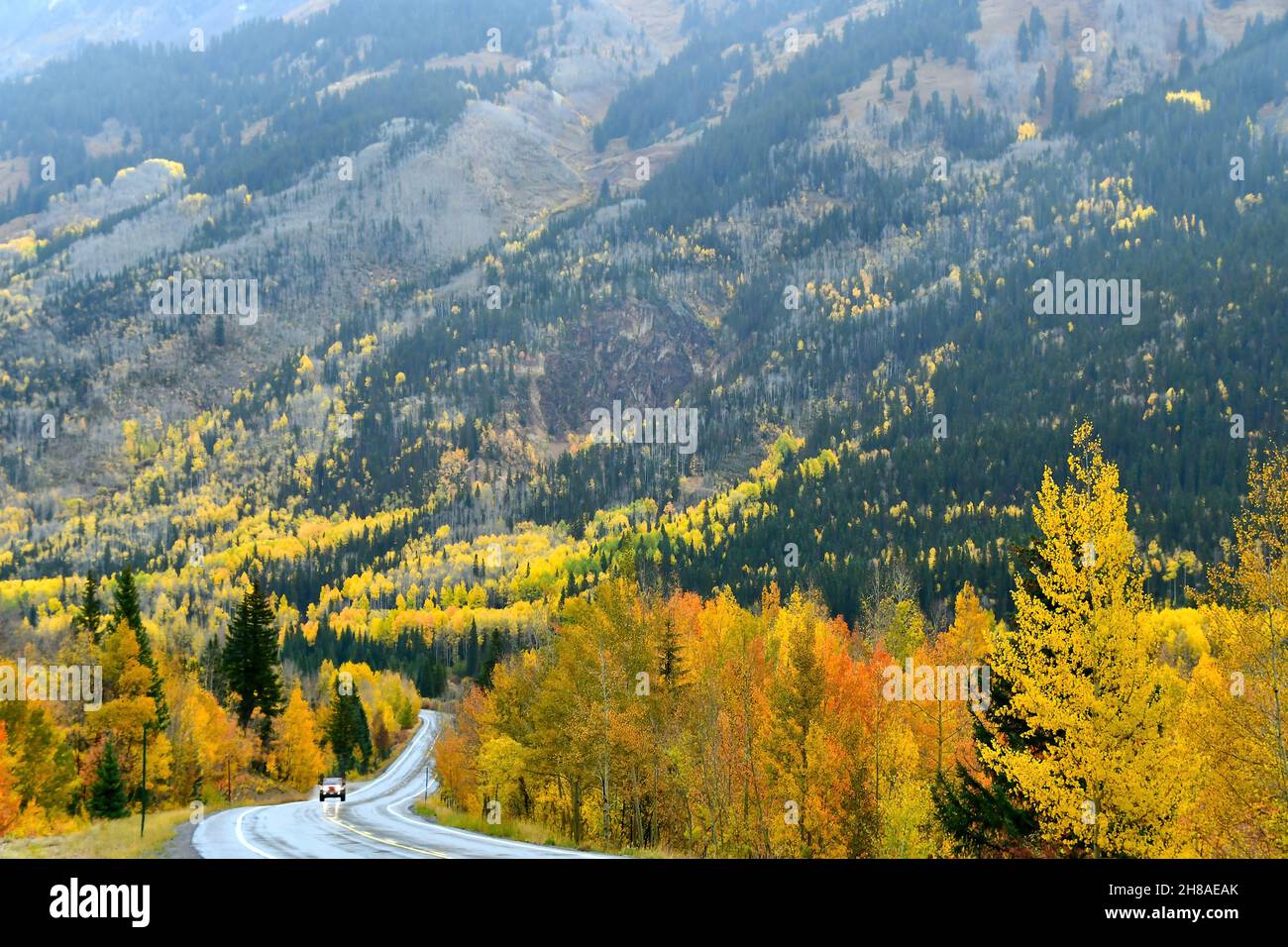 The colorful aspen trees in beautiful fall colors with blue sky Stock ...