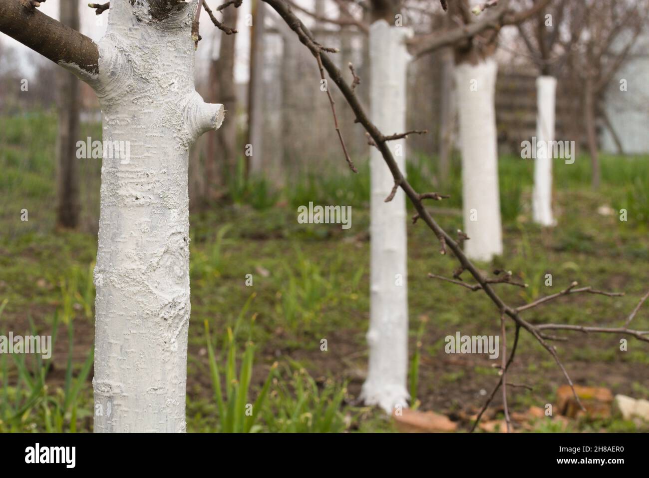 Covering the tree with white paint to protect against pests, spring ...