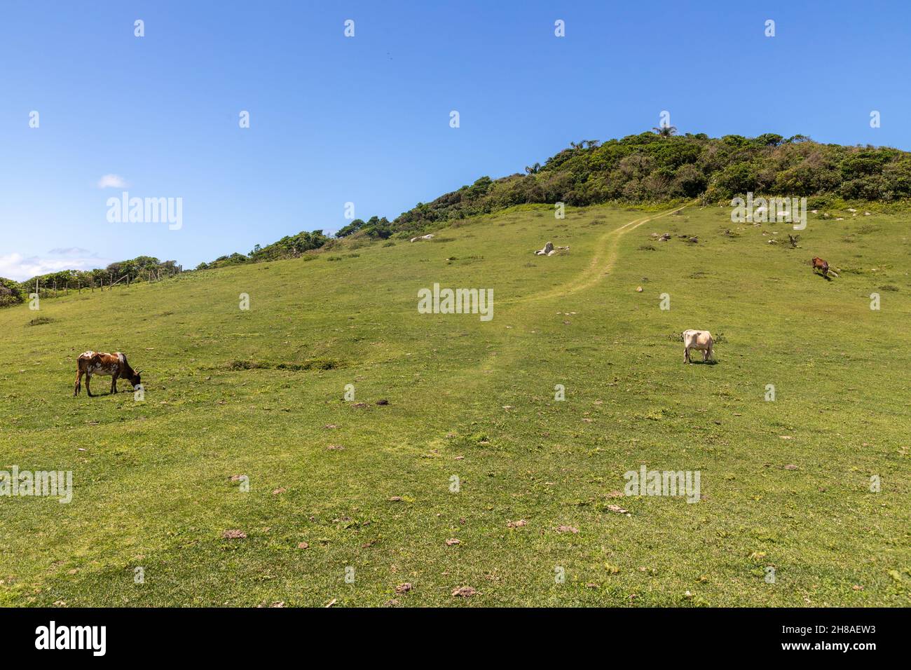 Farm fiels with cow held and forest, Praia do Rosa , Ibiraquera, Santa ...