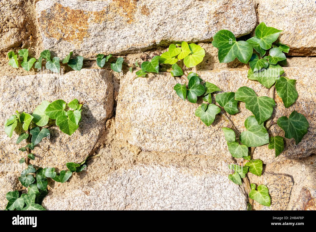 Ivy growing on a stone wall, foliage background Stock Photo - Alamy