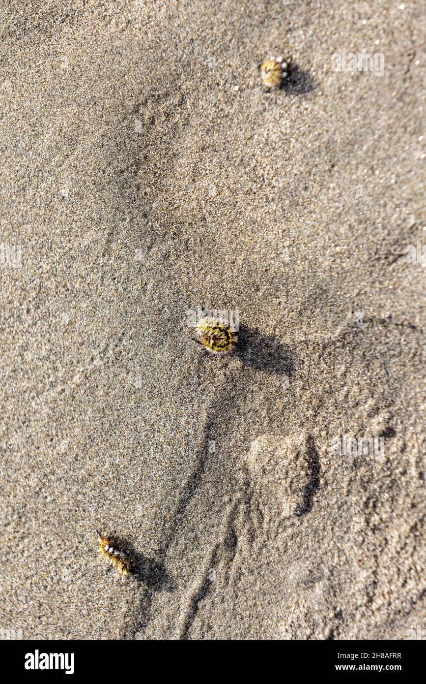Western tussock moth hi-res stock photography and images - Alamy