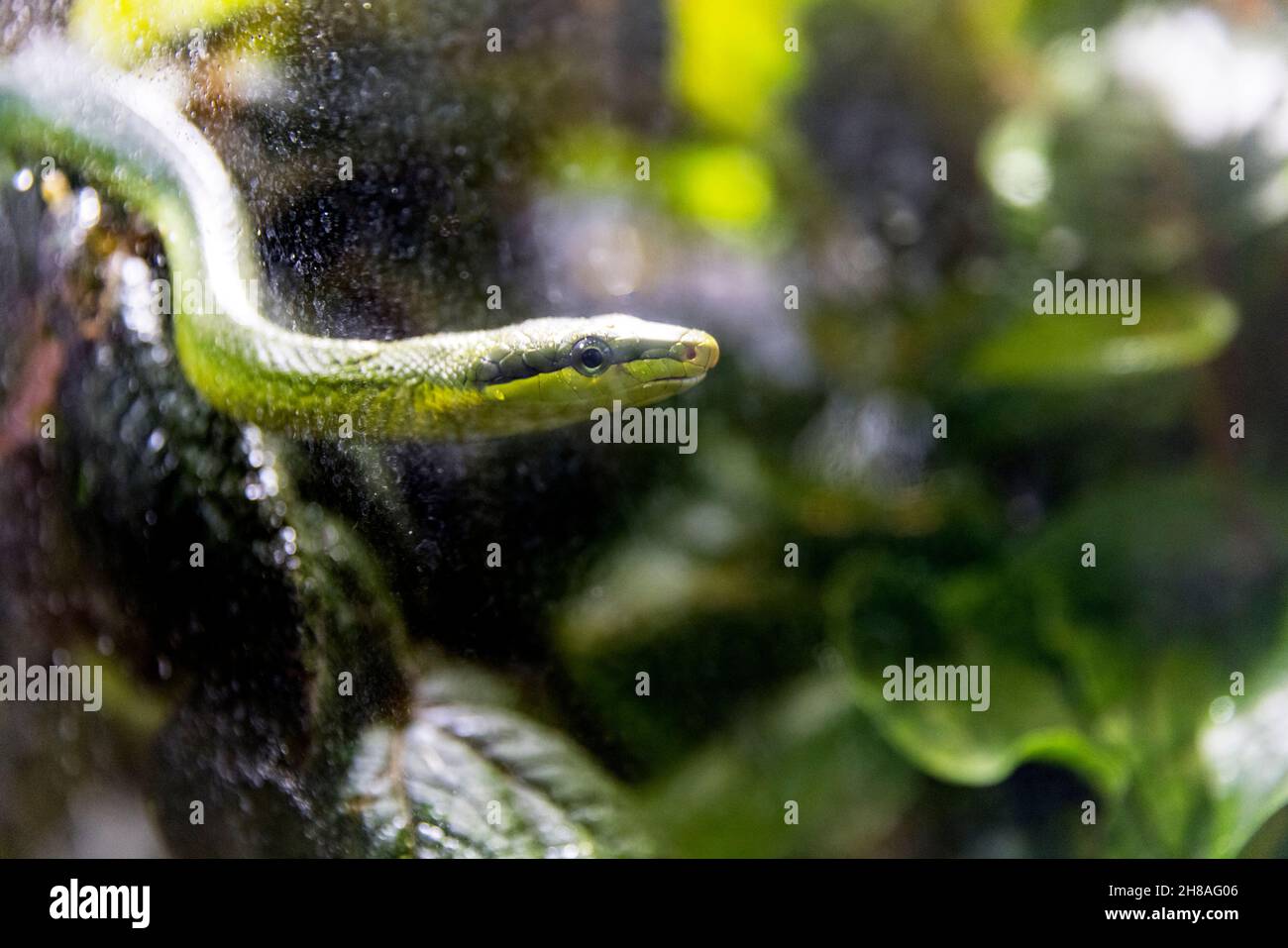 Green tree snake seen through a waterspotted glass tank Stock Photo - Alamy