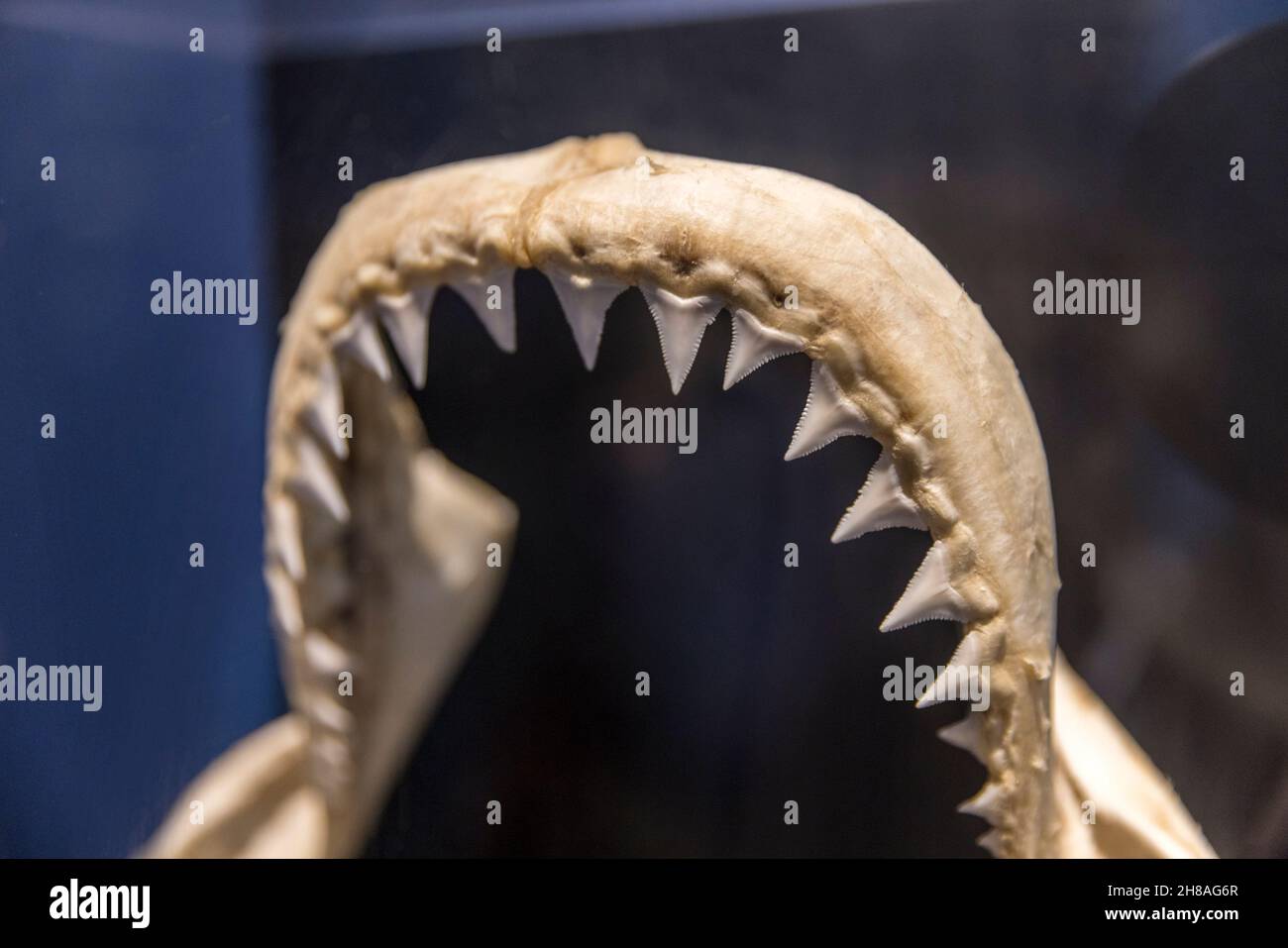 Shark jaw specimen filled with sharp rows of teeth Stock Photo - Alamy