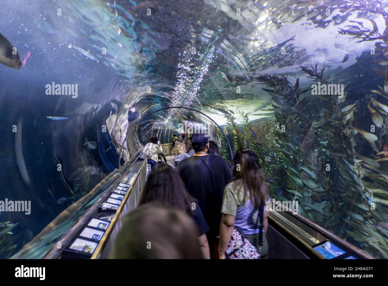 People lined up to go through a fish observation tunnel below water ...