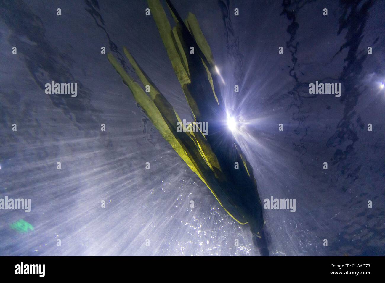 Floating kelp piece in a water tunnel below a pool. Light rays and ...