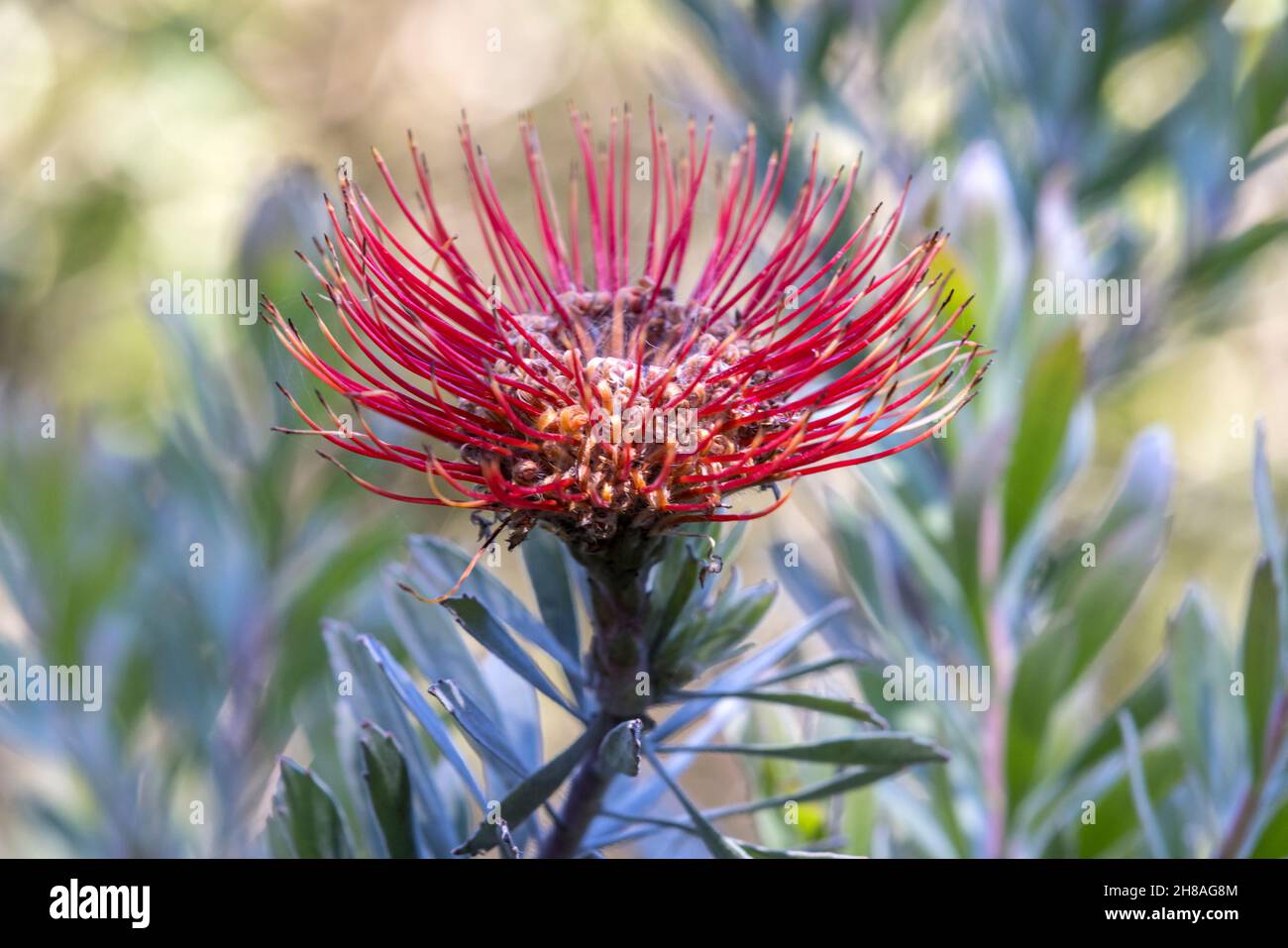 Red spiky flower hi-res stock photography and images - Alamy