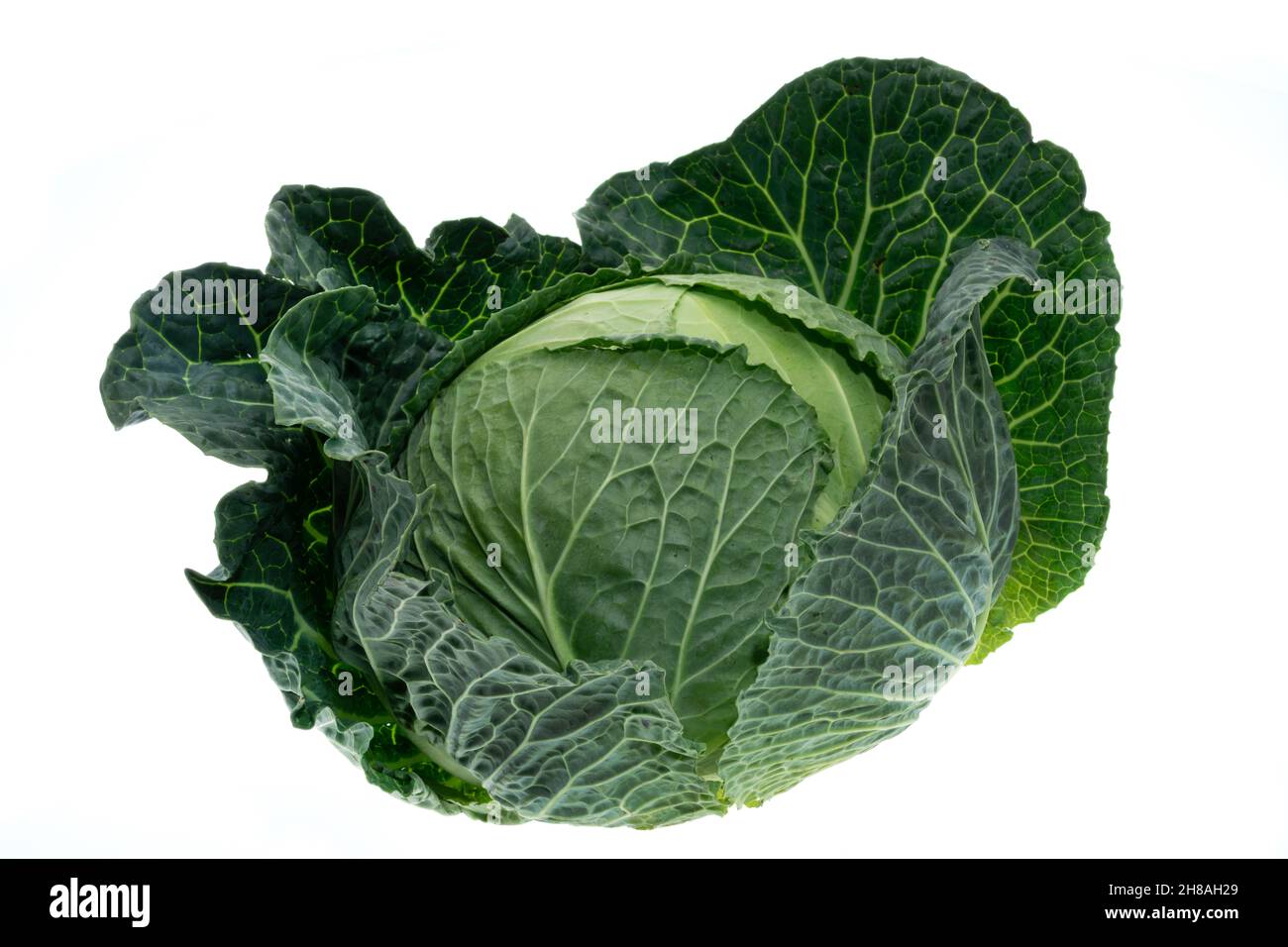 Fresh green cabbage - white background Stock Photo - Alamy