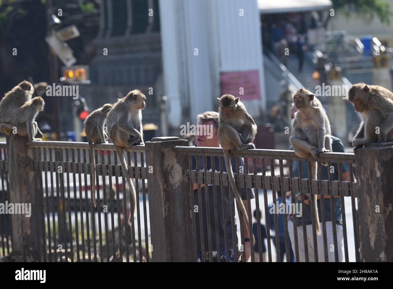 Monkey Party Festival High Resolution Stock Photography and Images - Alamy