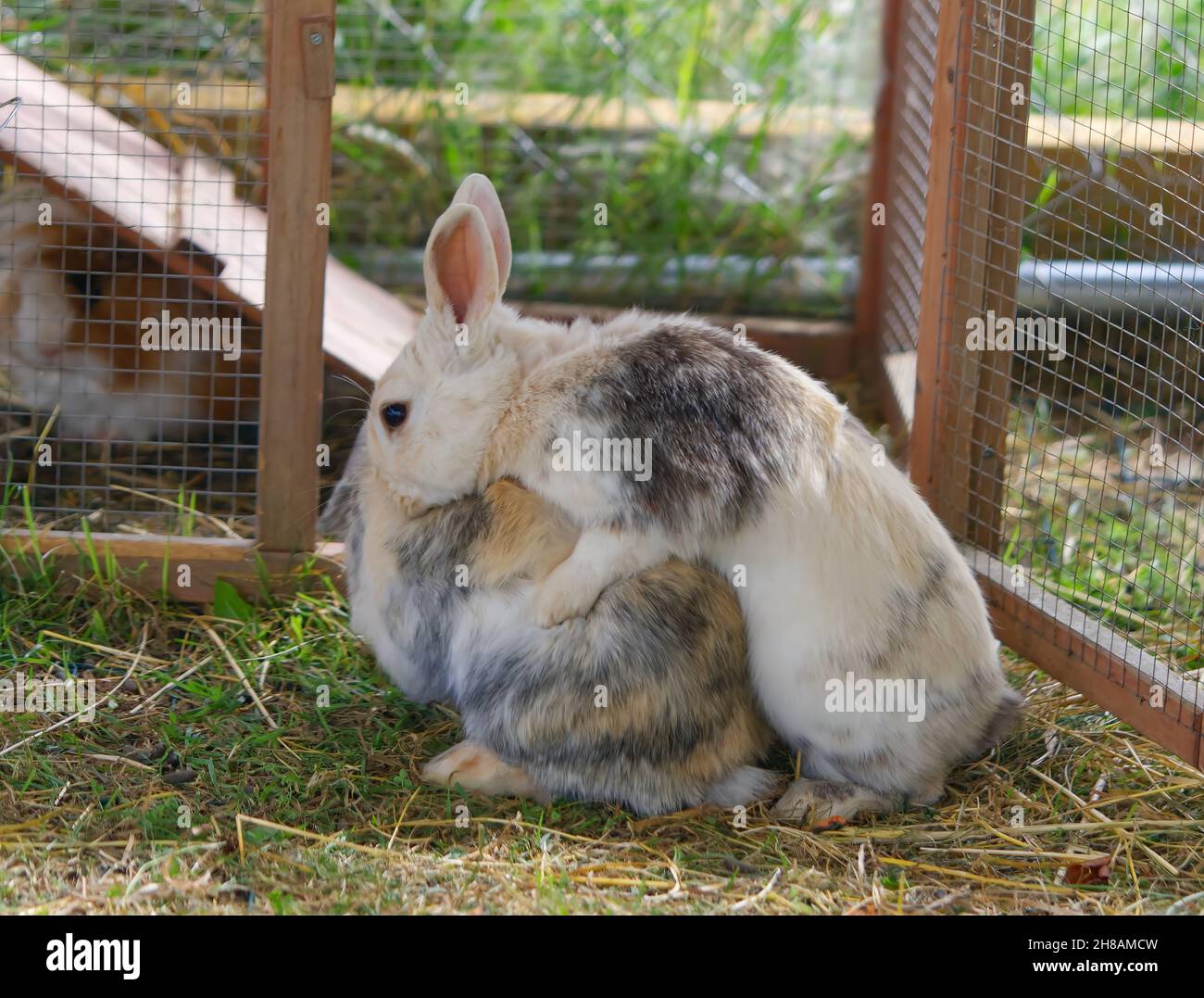 Two domestic rabbits run after each other. reproduction process Stock ...