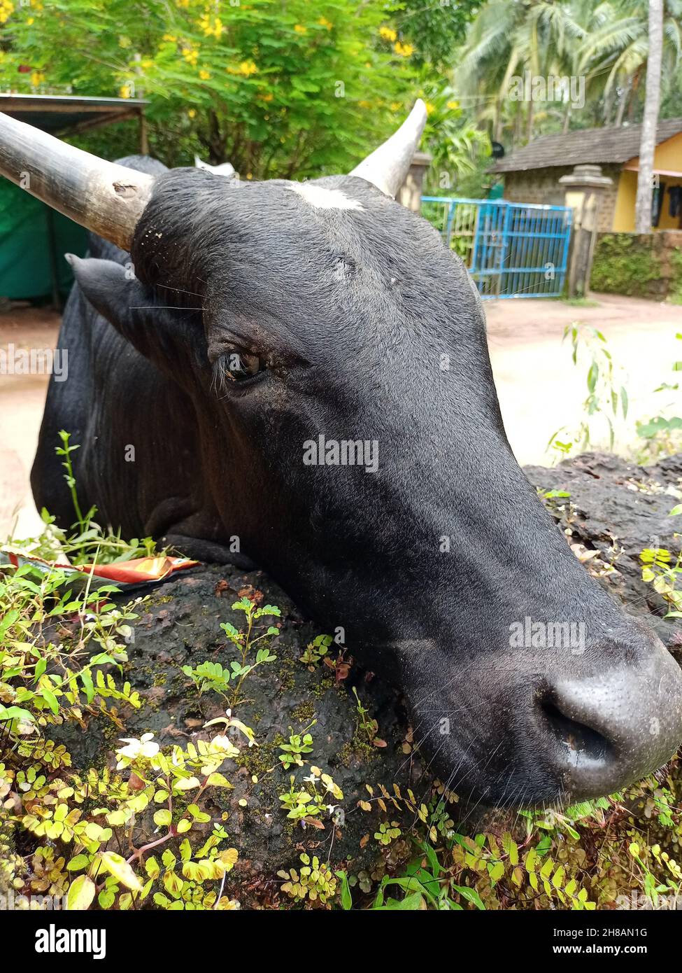 Cow head gate hi-res stock photography and images - Alamy