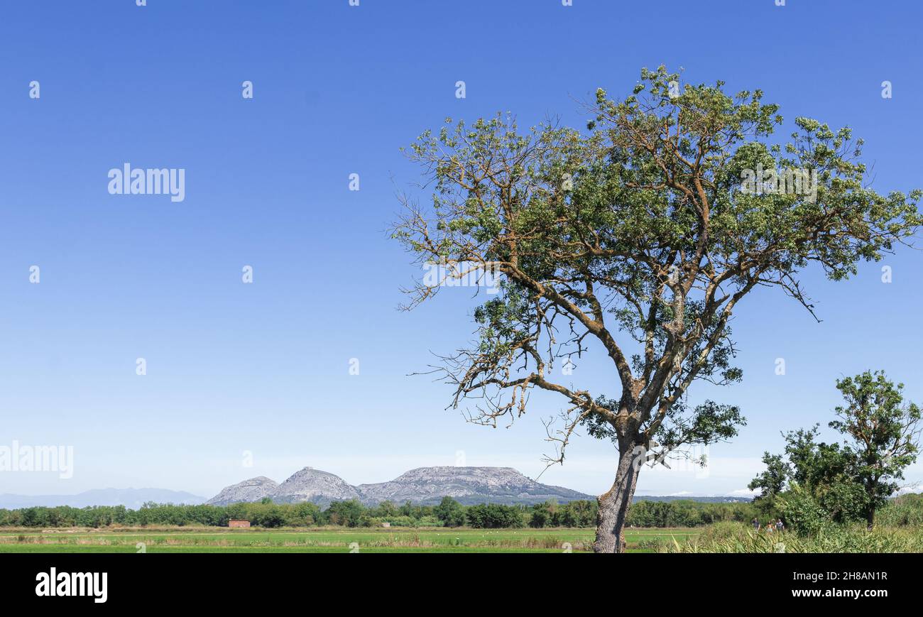 A marula tree in the open terrain in the blue sky background Stock ...