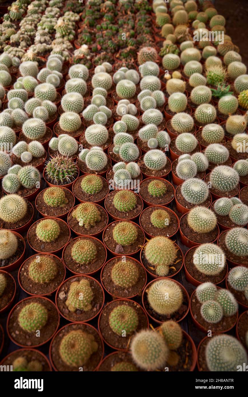 CACTUS GARDEN CENTER AND CULTIVATION Stock Photo - Alamy