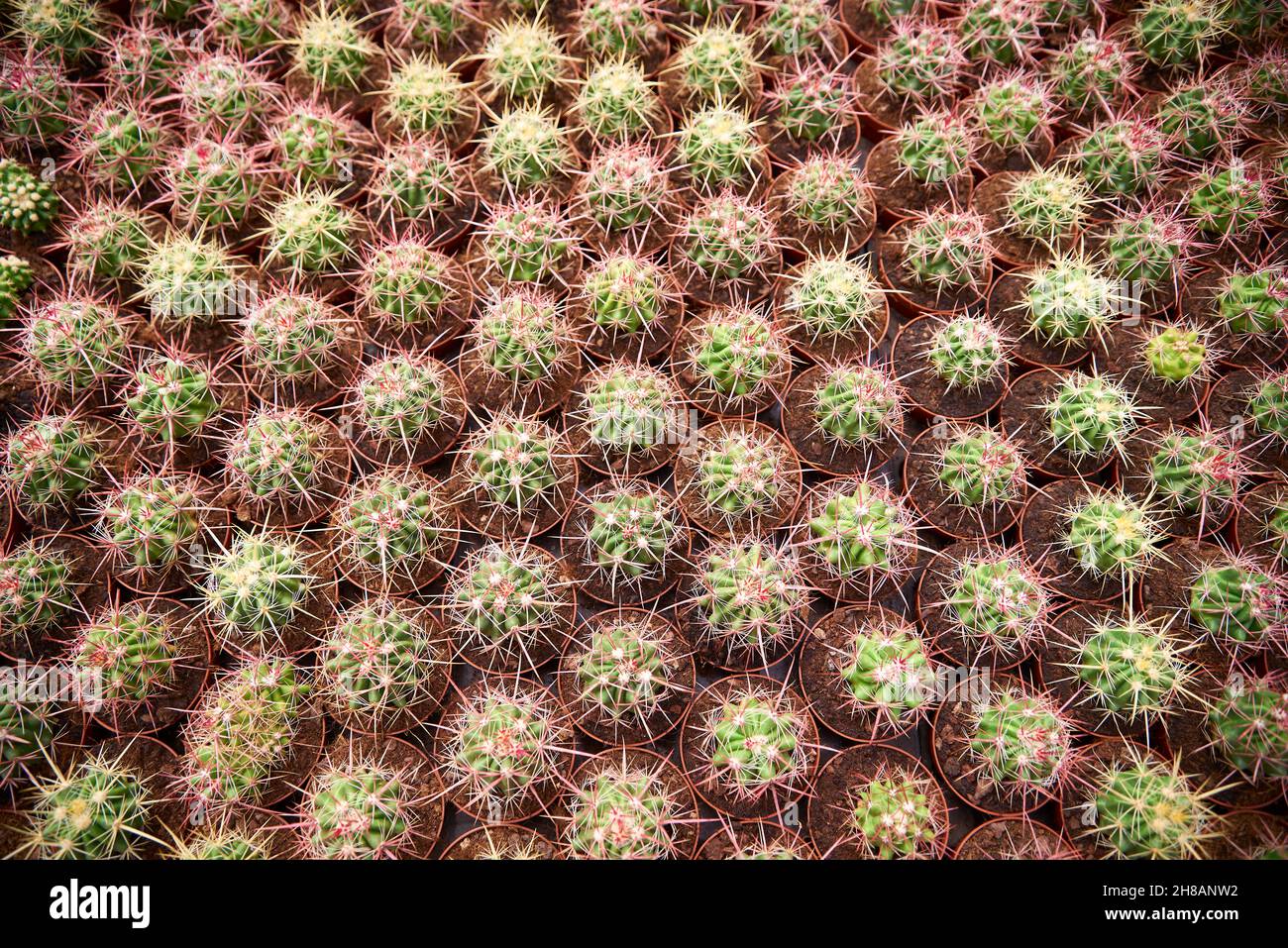 CACTUS GARDEN CENTER AND CULTIVATION Stock Photo - Alamy