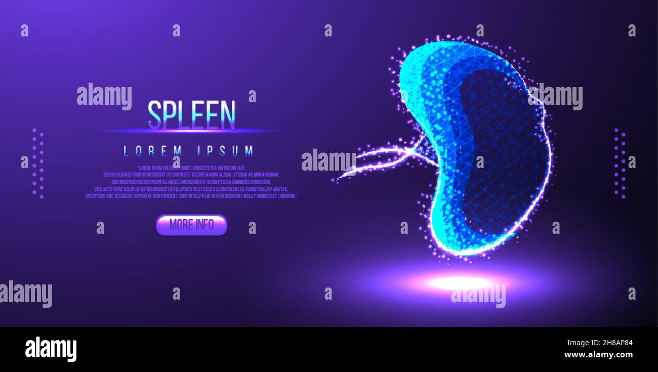 Human liver low poly Stock Vector Images - Alamy