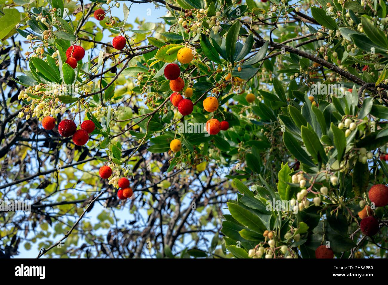Arbutus fruit flower hi-res stock photography and images - Alamy