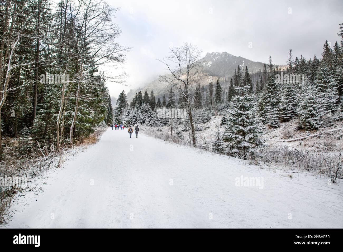 Winter in mountains, a lot of fir trees, pine trees and road covered with snow. Winter time ...