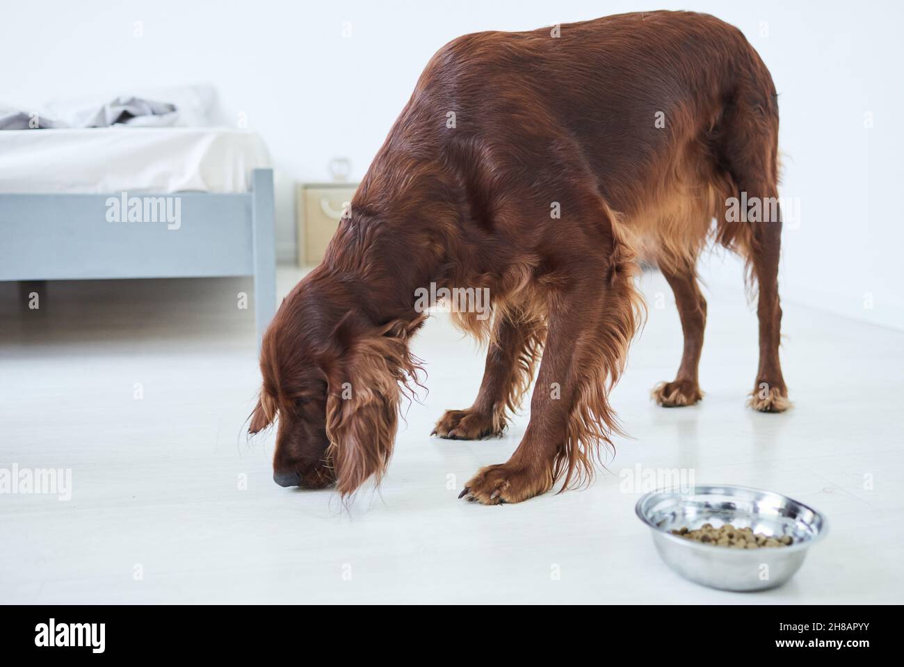 Full length portrait of Irish Setter dog sniffing floor at home with ...