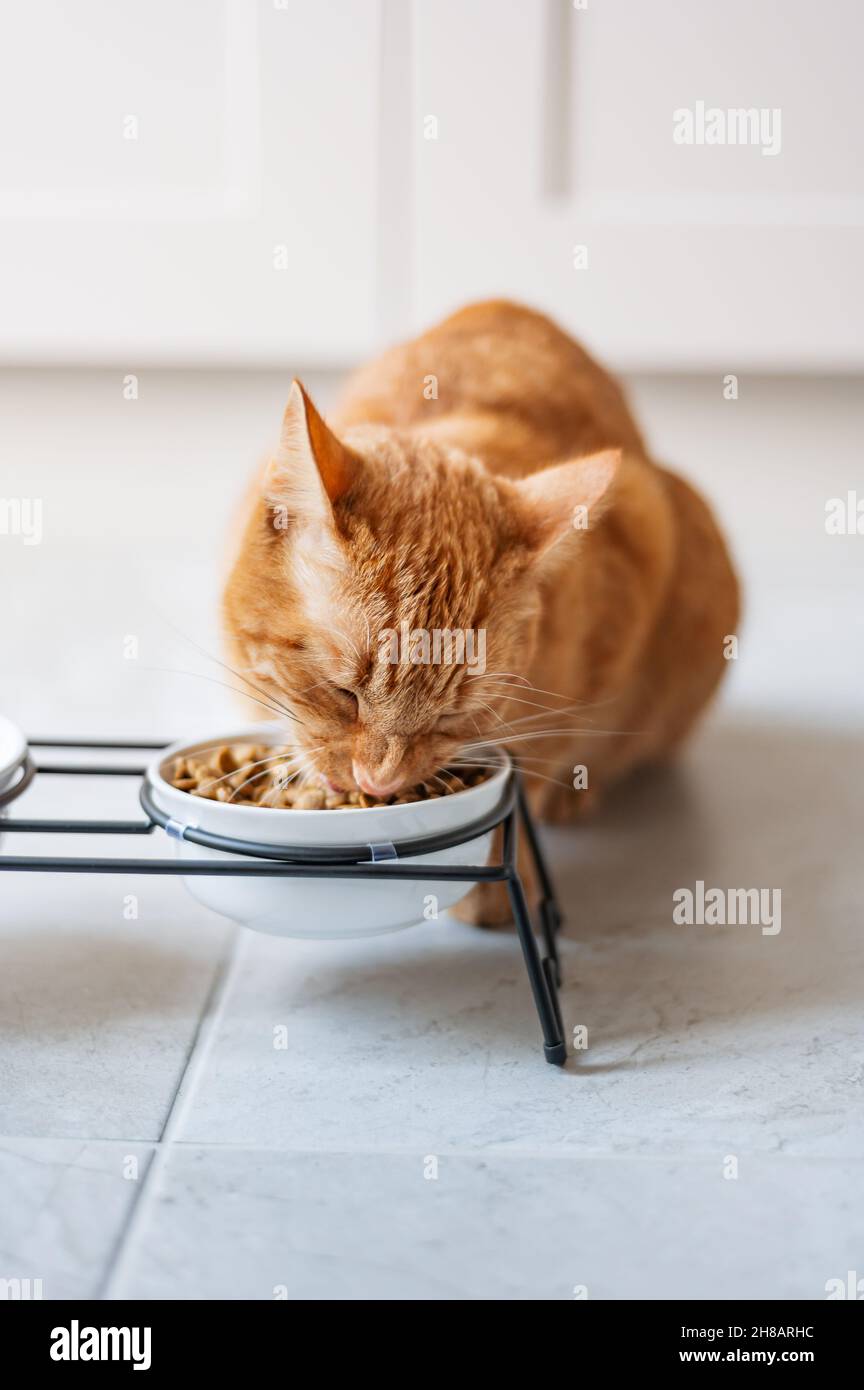Ginger car eats Stock Photo - Alamy