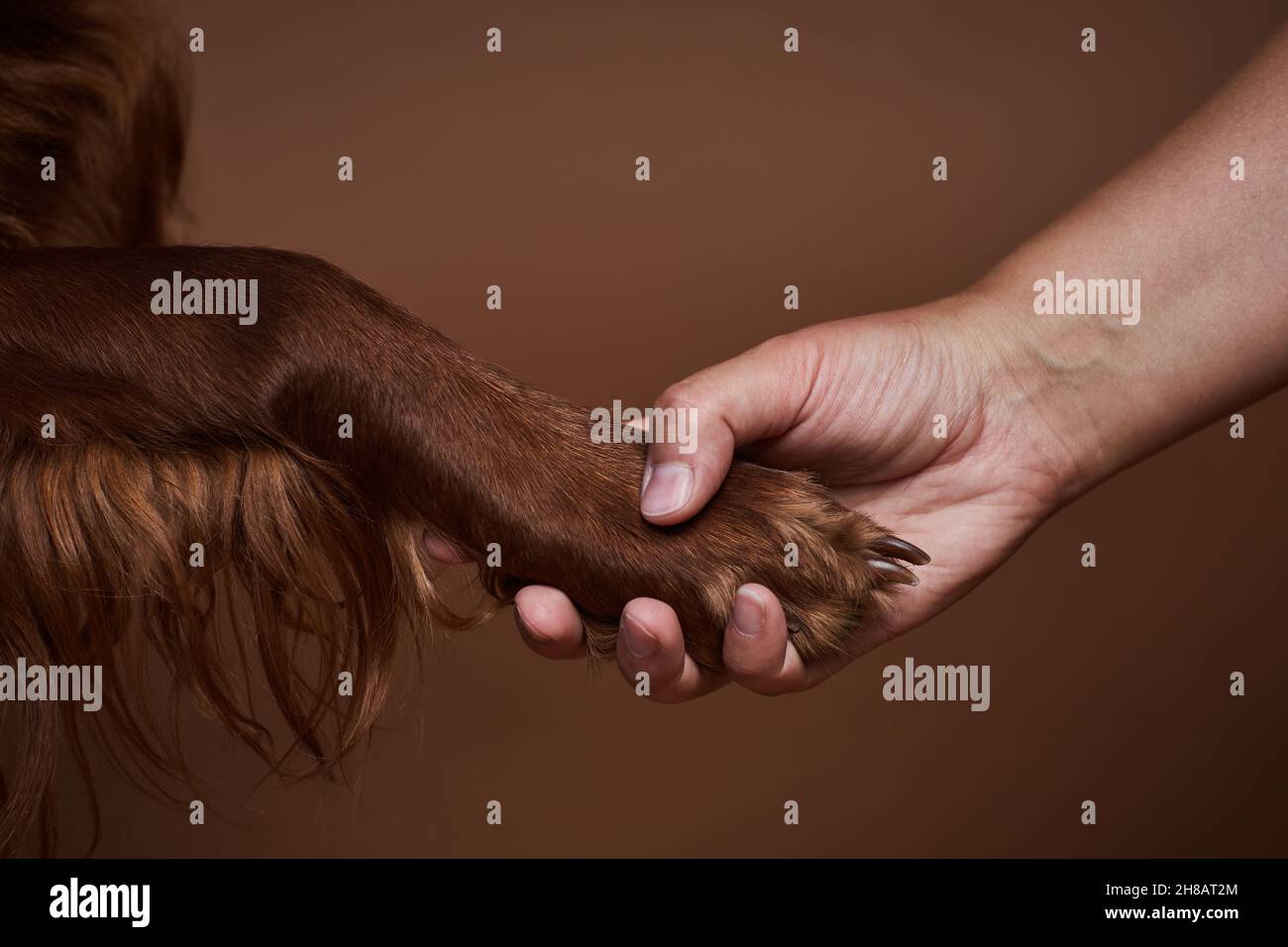 Human hands animal paw hi-res stock photography and images - Alamy