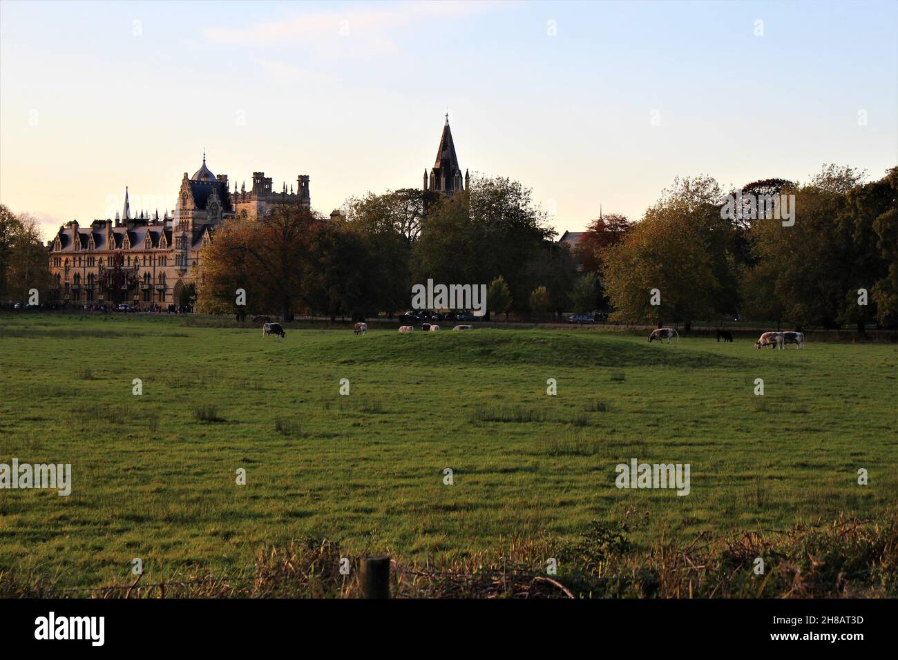Christ Church Meadow cows grazing at dusk. View looking towards Christ ...