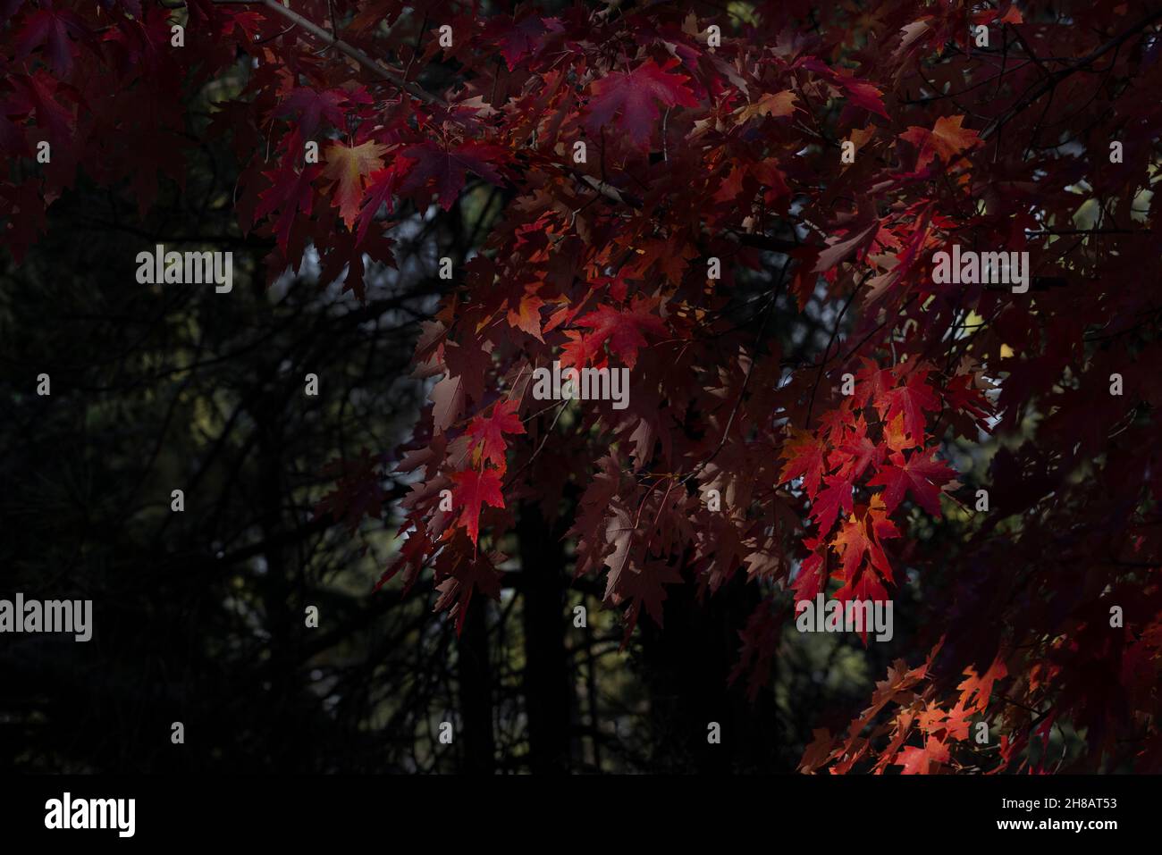 Prescott Arizona Red Maple leaves lit by sunlight in a forest of trees ...