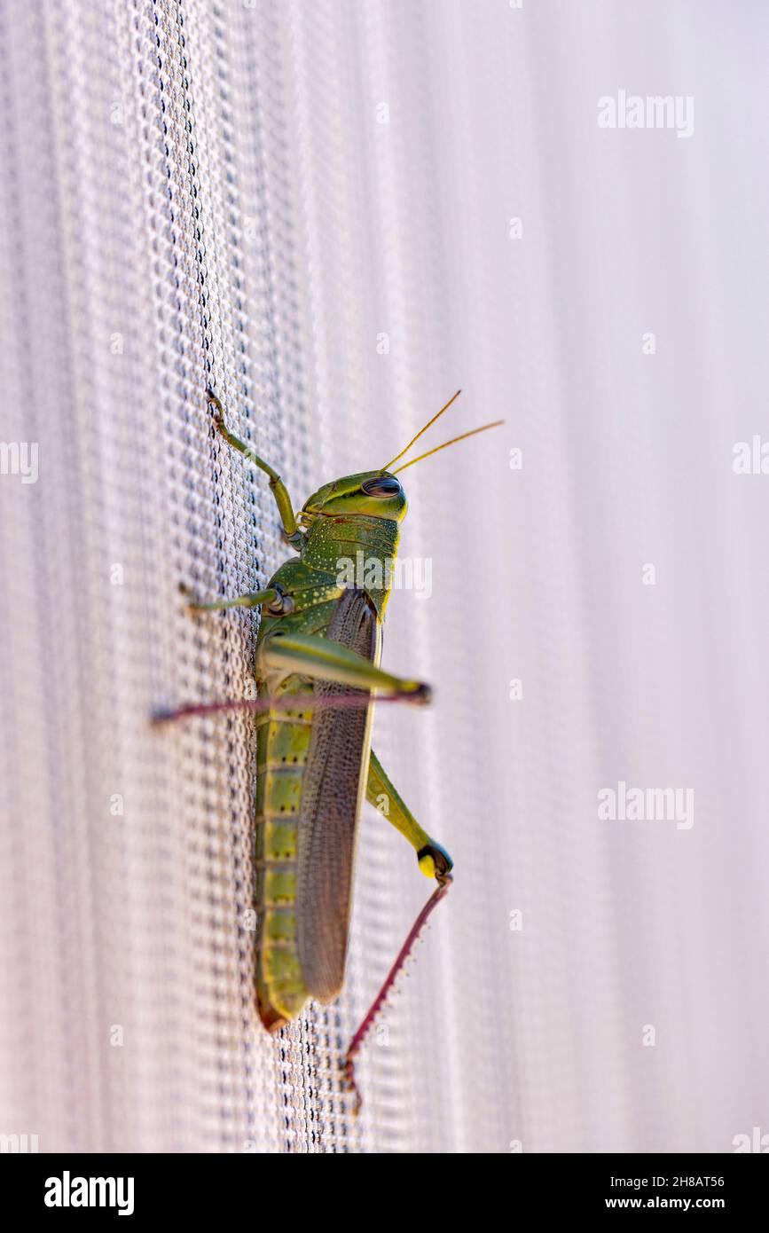 Long legged green and yellow grasshopper hanging on to a mesh window ...