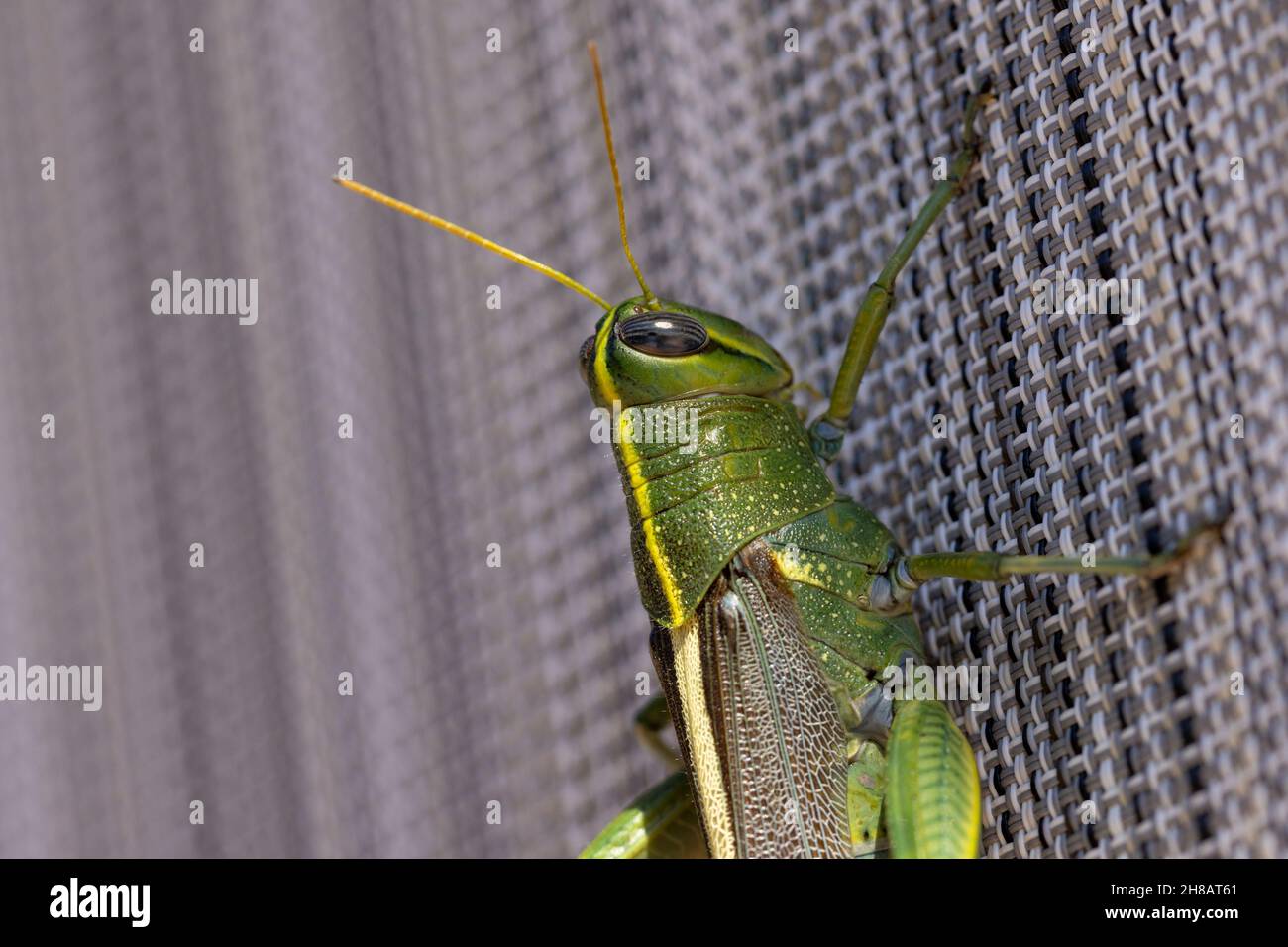Long legged green and yellow grasshopper hanging on to a mesh window ...