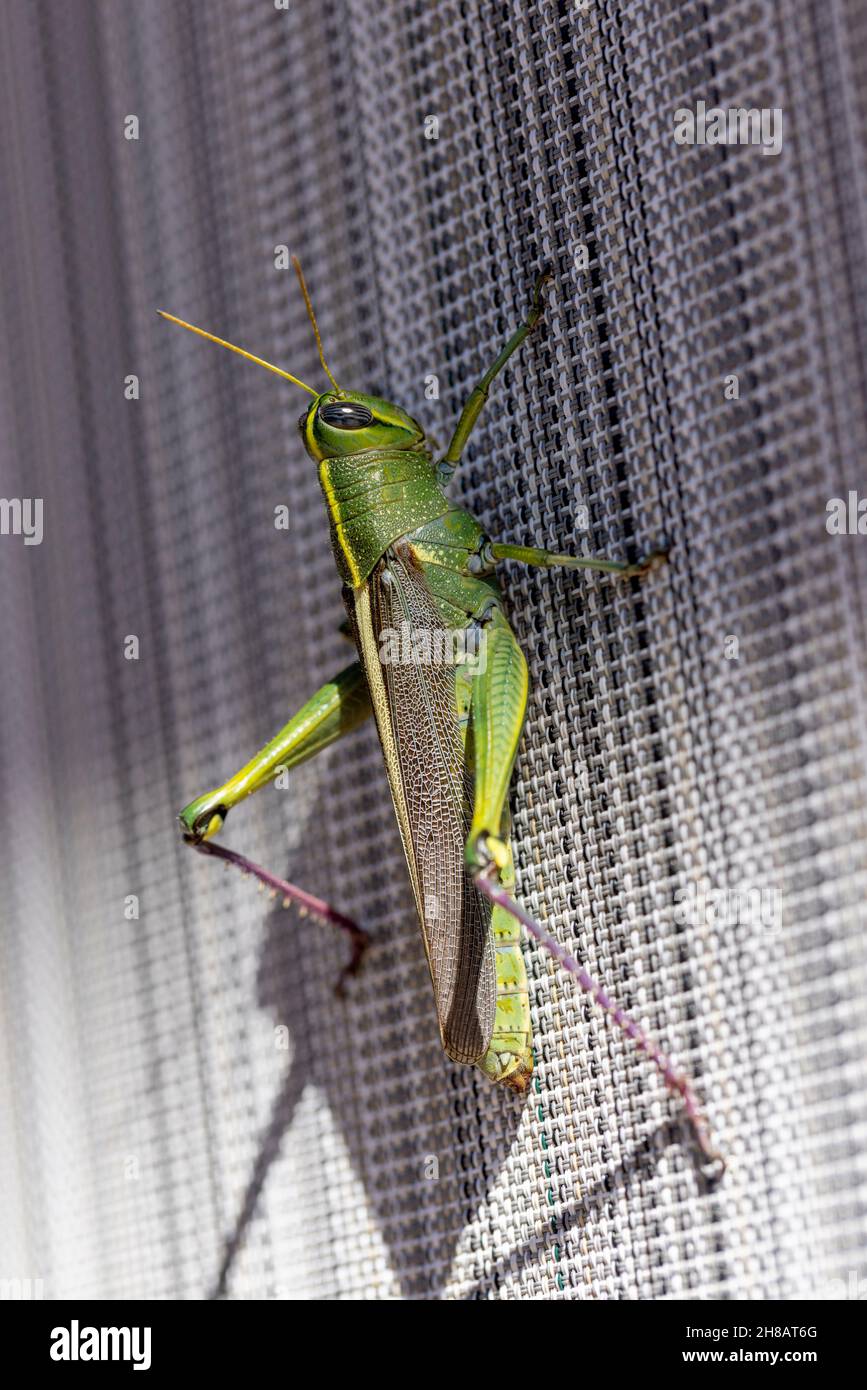 Long legged green and yellow grasshopper hanging on to a mesh window ...