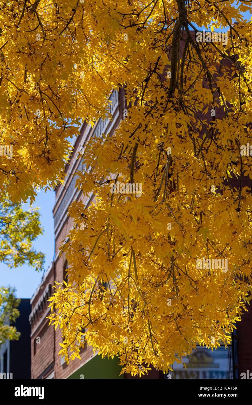 Prescott Arizona Elm turning golden yellow during fall Stock Photo - Alamy