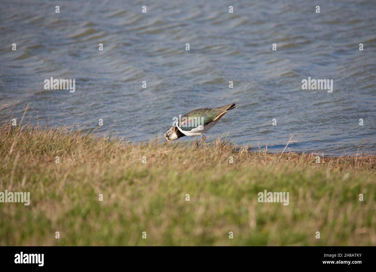 Spurn point migration hi-res stock photography and images - Alamy