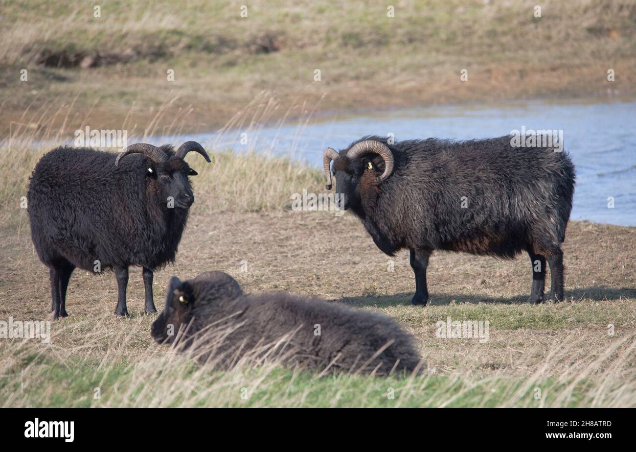 Black sheep - Hebridean sheep at Spurn Point Yorkshire UK Stock Photo ...