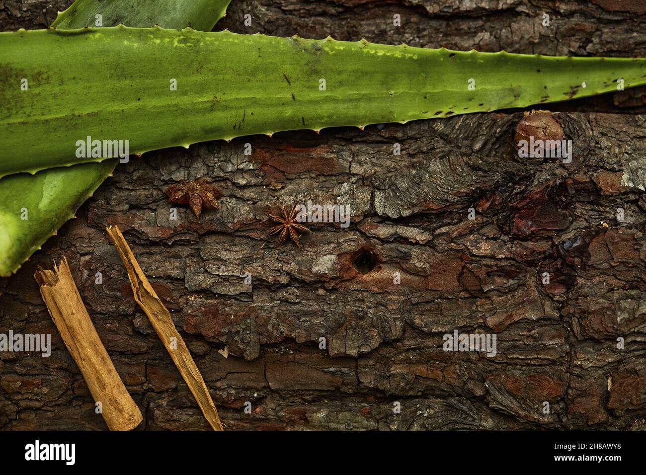 A close-up shot of aloe vera plant leaves on an old weathered rough dry ...