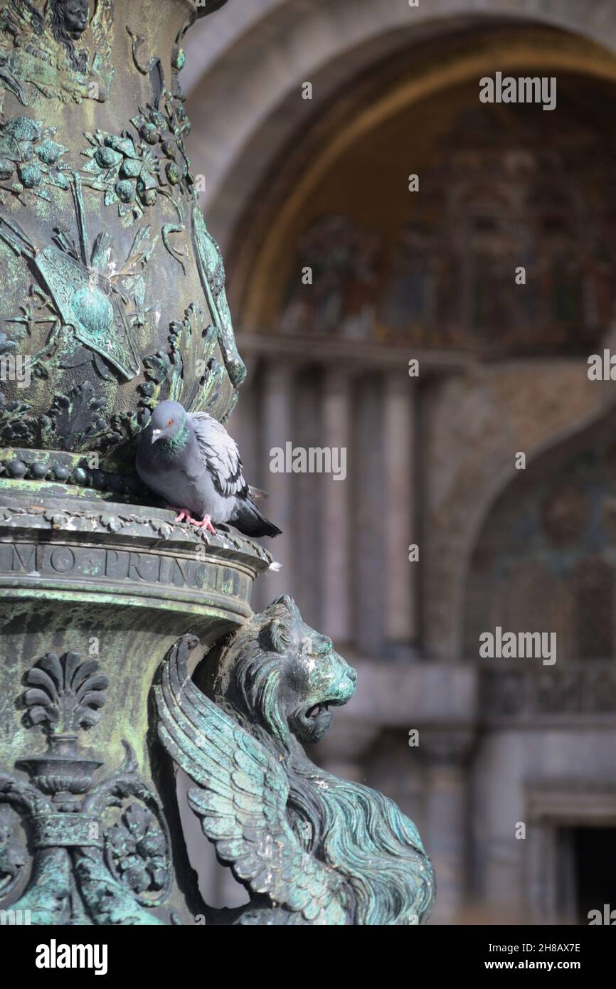a pigeon on a bronze column at San Marco square Stock Photo - Alamy