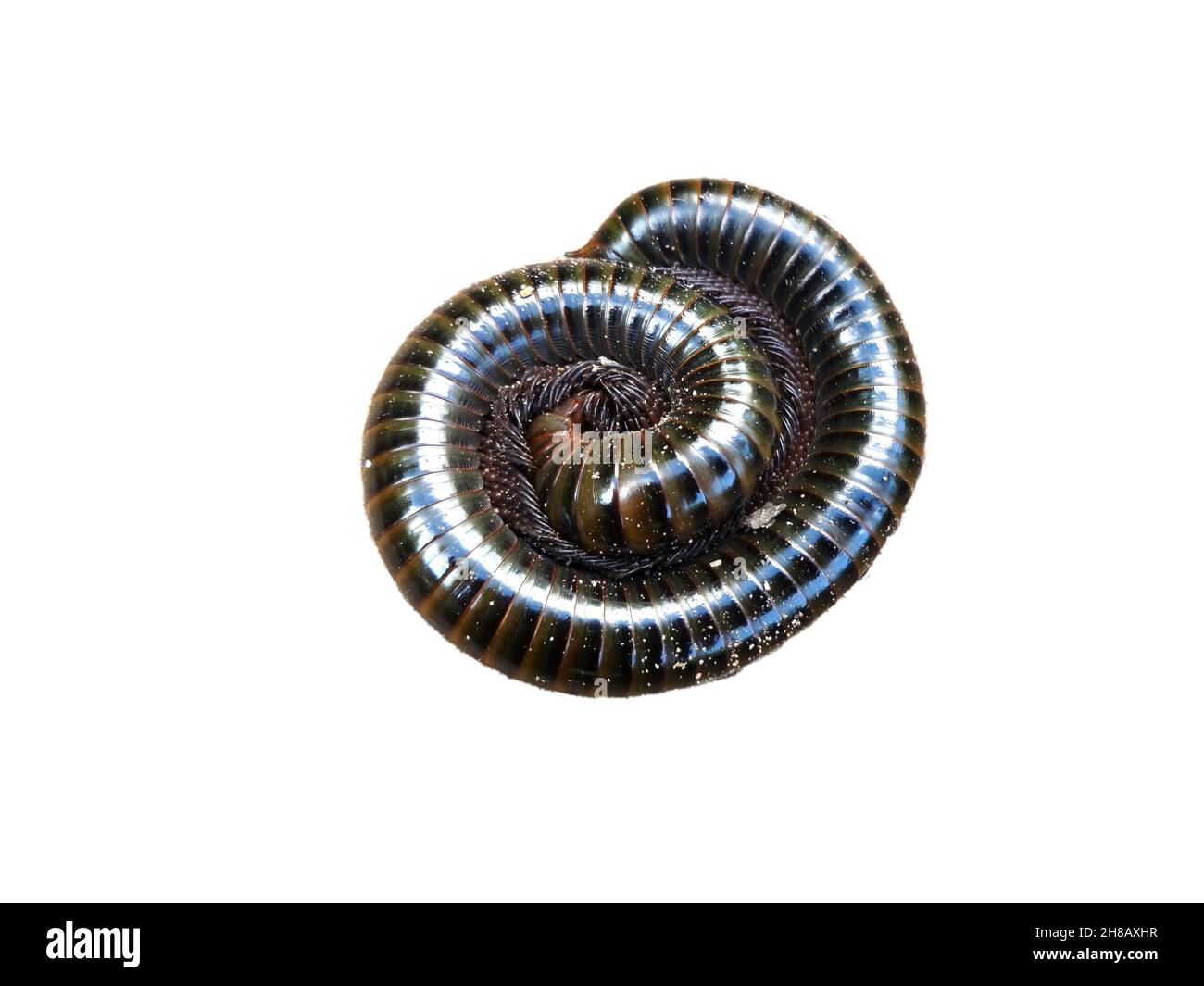 Tropical insects white background Cut Out Stock Images & Pictures - Alamy