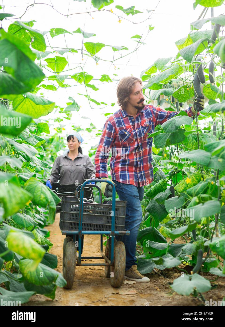 positive farmers collecting cucumbers in their plantation Stock Photo ...